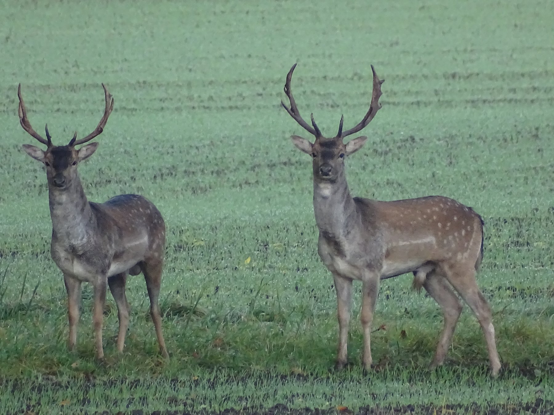 Solve Young fallow deer bucks jigsaw puzzle online with 63 pieces