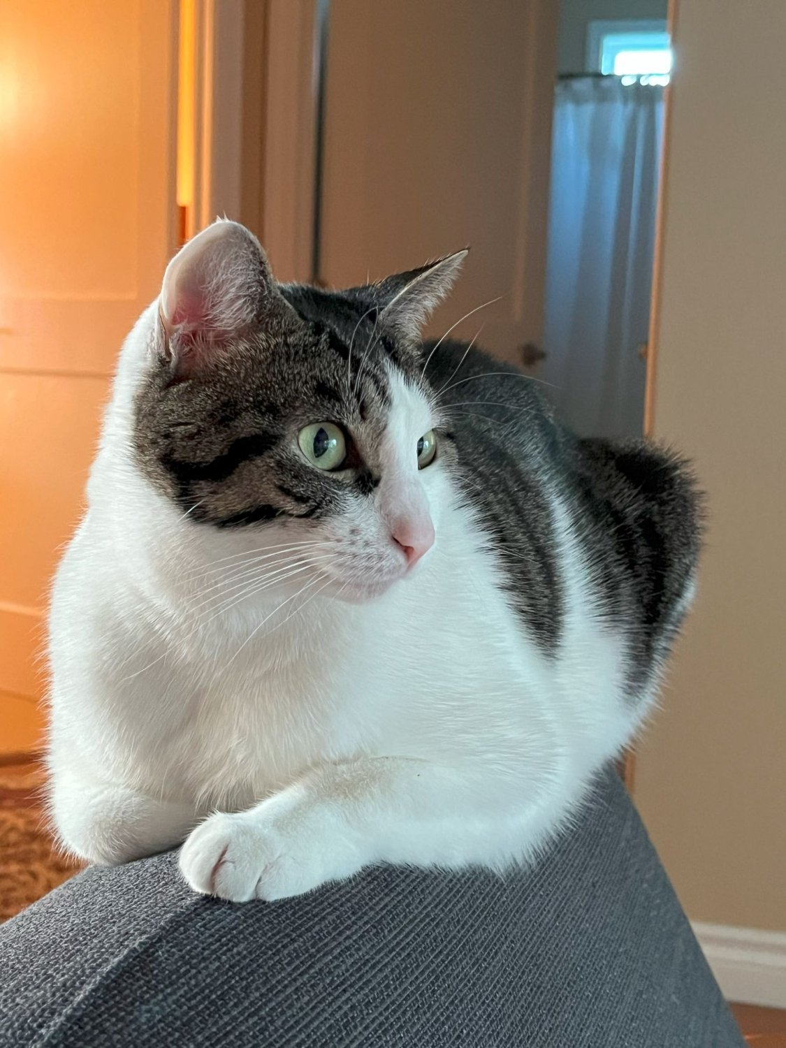 Solve kiki jigsaw puzzle online with 108 pieces