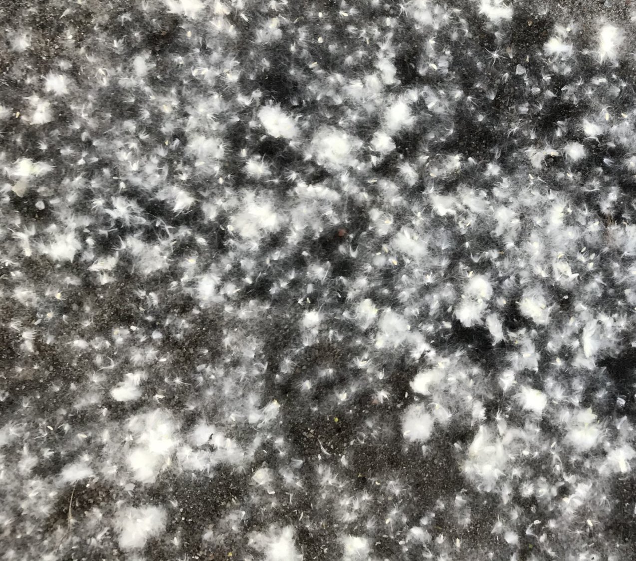 Solve Cottonwood Snow jigsaw puzzle online with 9 pieces