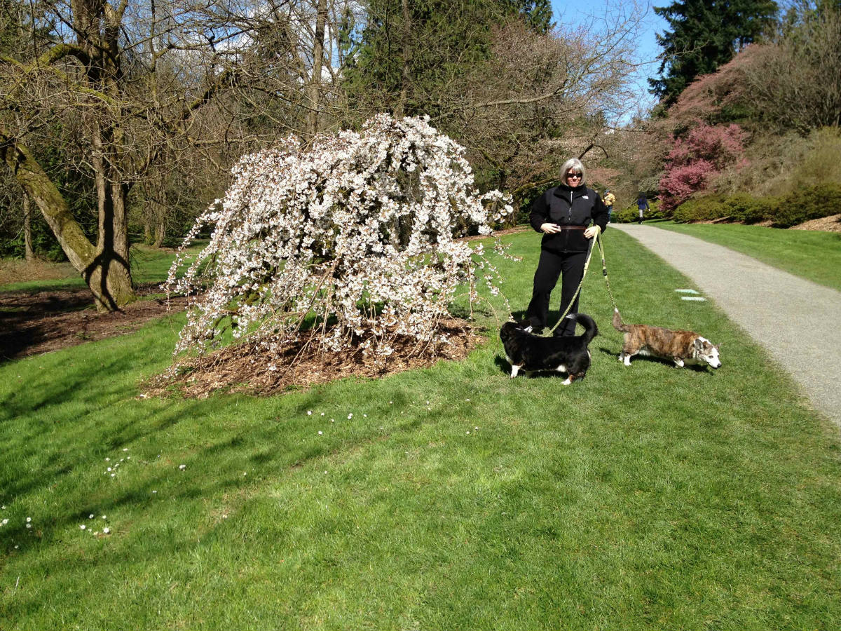 Solve seattle arboretum jigsaw puzzle online with 108 pieces