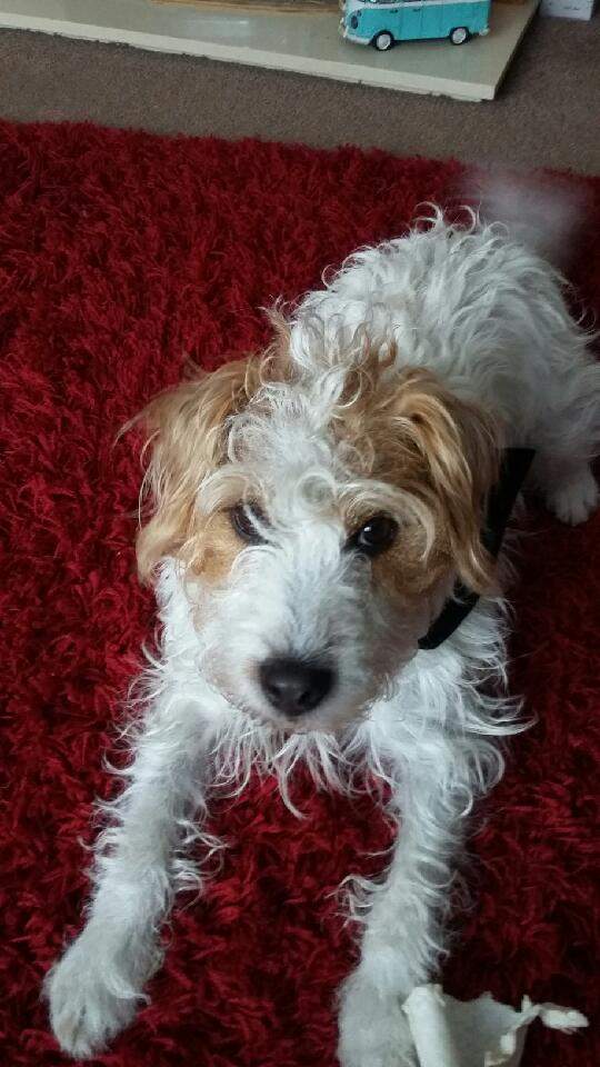 Solve Murphy. jigsaw puzzle online with 40 pieces