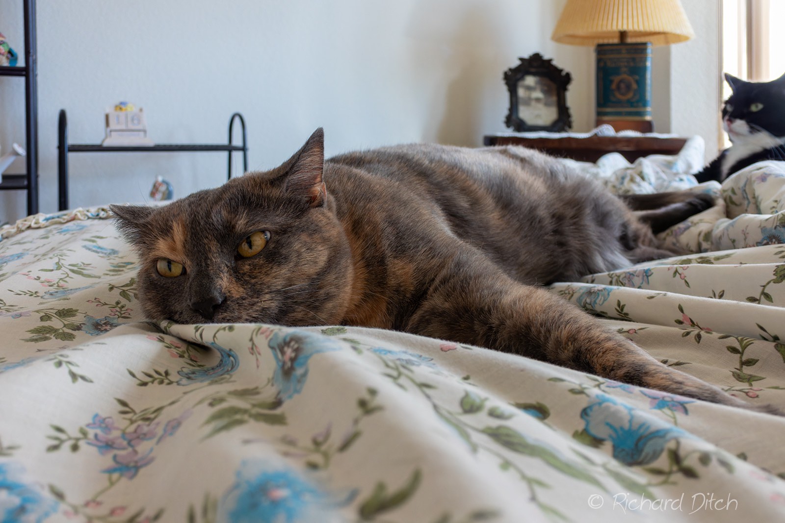 Solve Trixie & Molly jigsaw puzzle online with 77 pieces