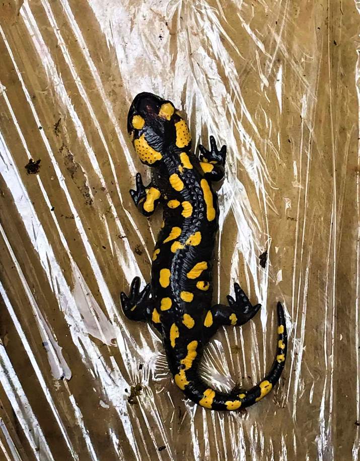 Solve Mlok skvrnitý - Spotted salamander jigsaw puzzle online with 12 ...