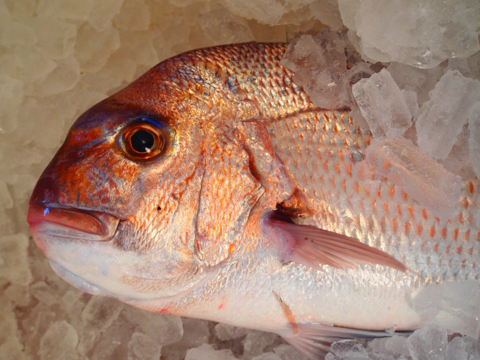 Solve Snapper fish on ice fresh from the sea. jigsaw puzzle online with ...