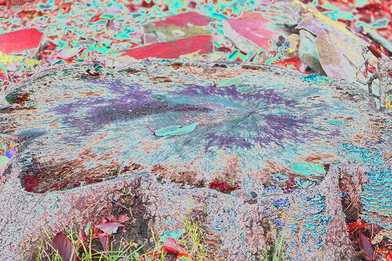 Solve Tree Stump Solarized jigsaw puzzle online with 35 pieces