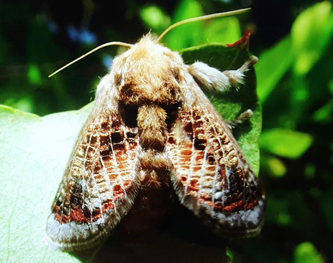 Solve WATTLE CUP MOTH jigsaw puzzle online with 20 pieces