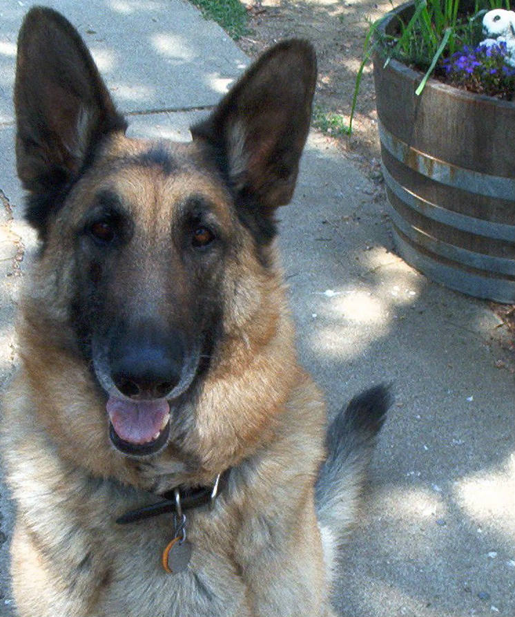 Solve Kepler the best dog on the planet!!!! jigsaw puzzle online with ...