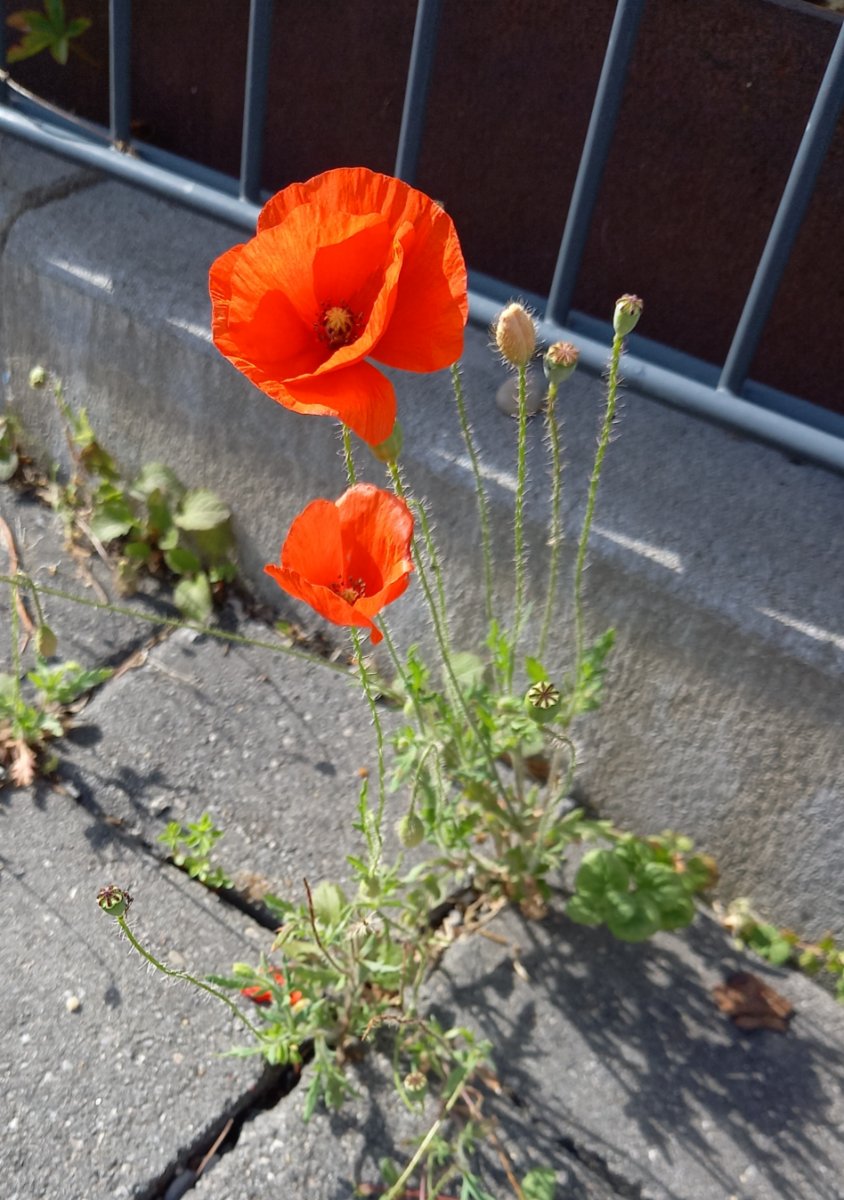 Solve Urban Biodiversity jigsaw puzzle online with 24 pieces