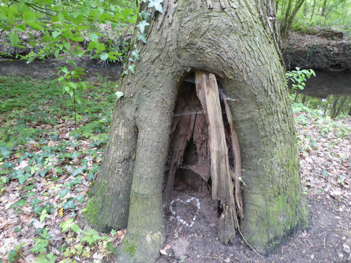 Solve Inside a tree.... jigsaw puzzle online with 48 pieces