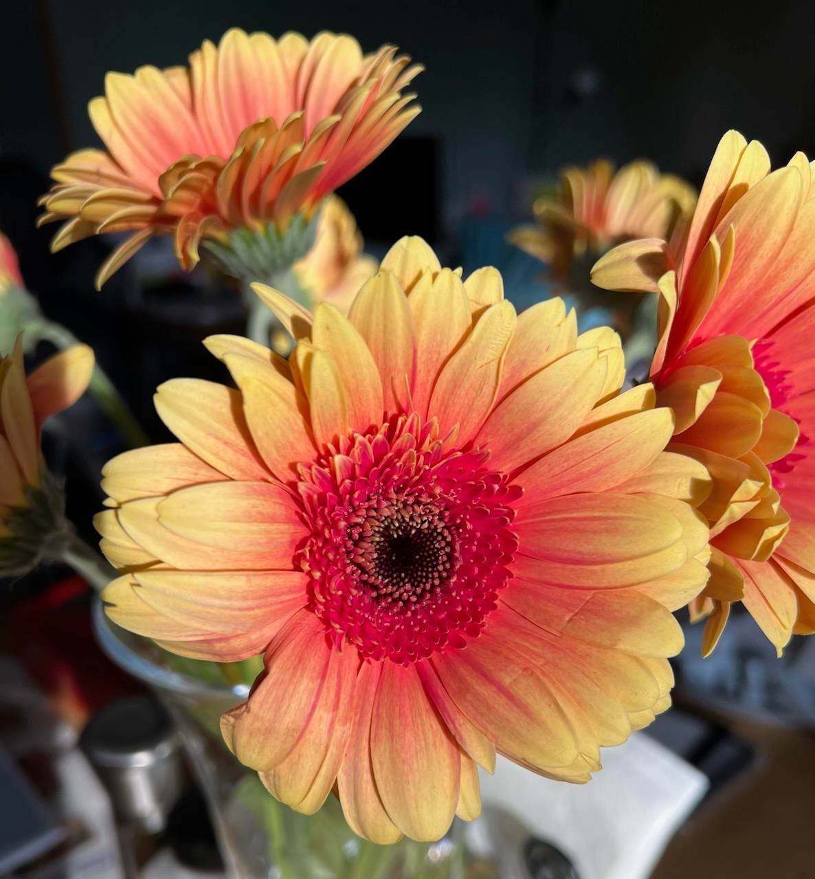 Solve Suzanne sharing - Gerber Daisies 1 jigsaw puzzle online with 72 ...