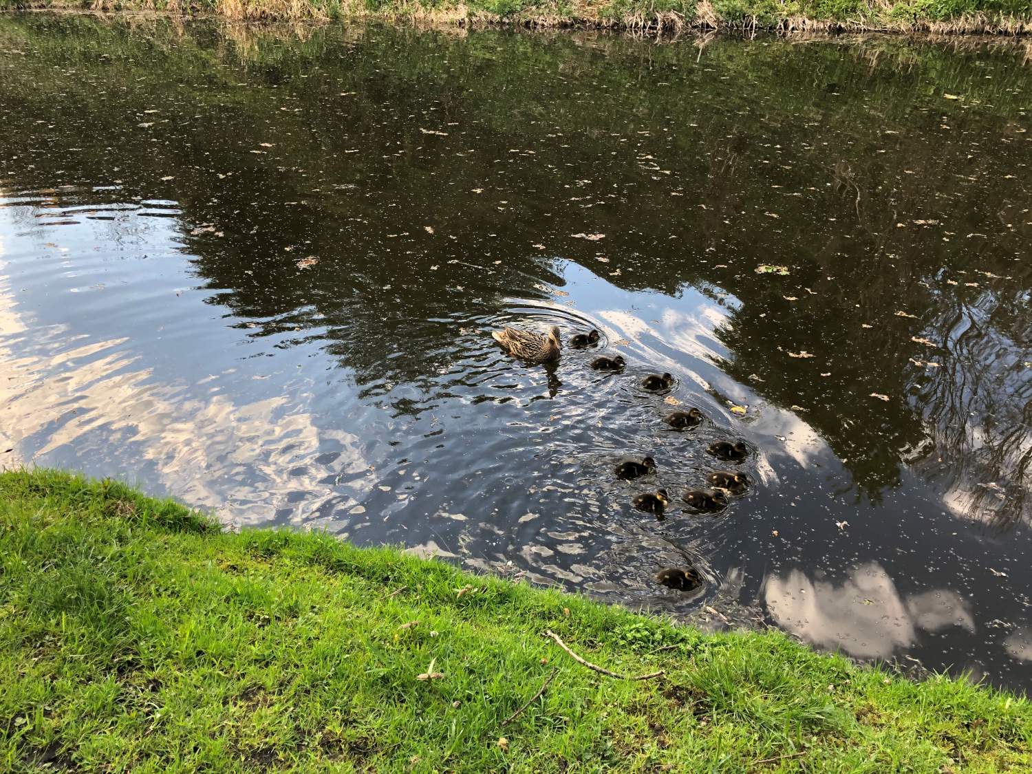 Solve Ducklings jigsaw puzzle online with 108 pieces