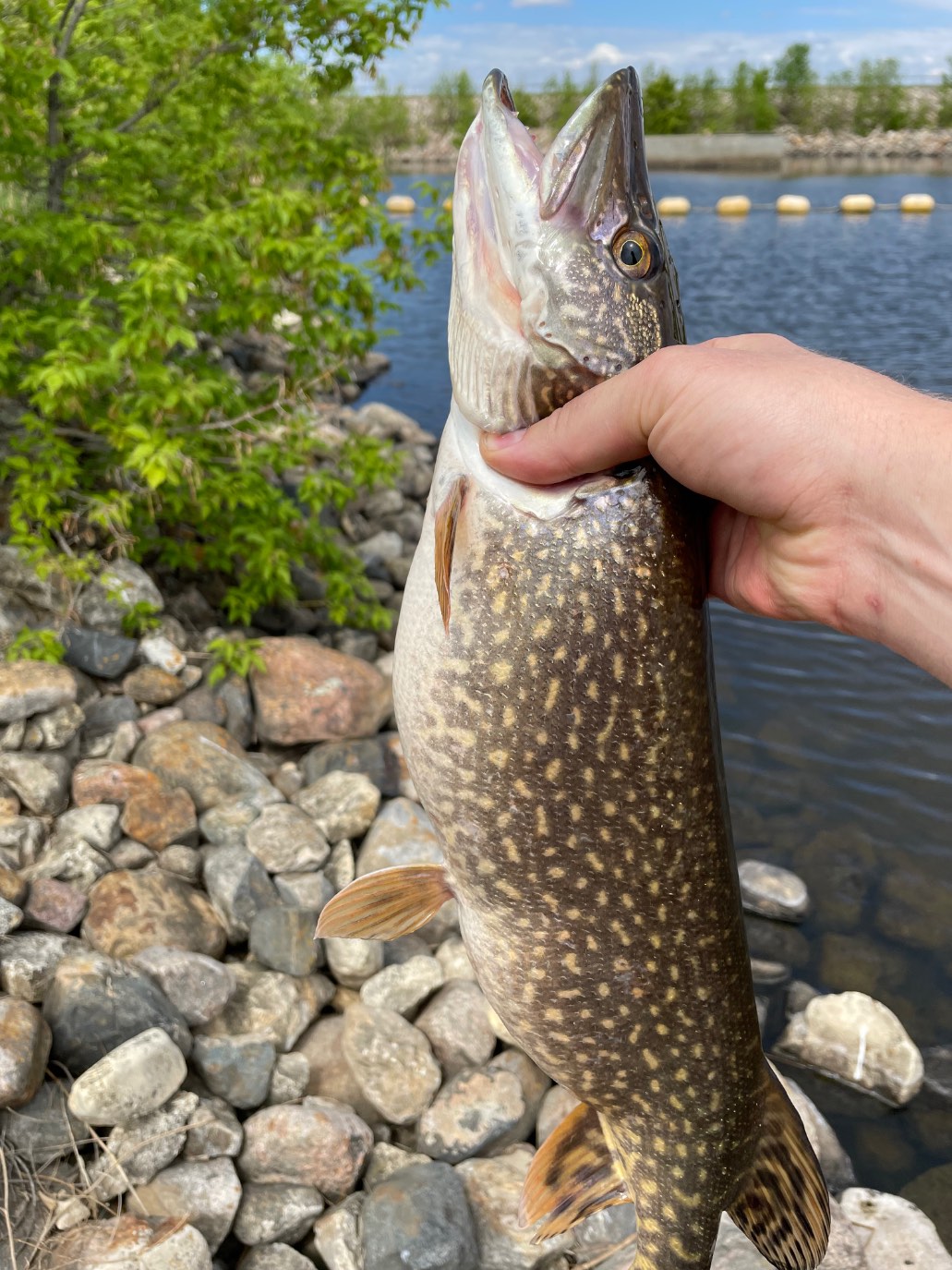 Solve Chubby Northern Pike! jigsaw puzzle online with 99 pieces