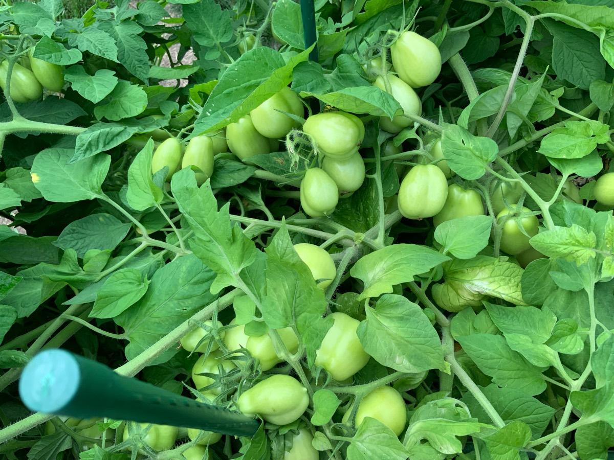 Solve Tomatoes…… jigsaw puzzle online with 108 pieces