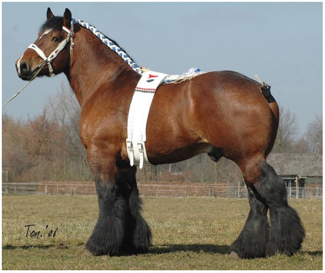 Solve Dutch Draft Horse jigsaw puzzle online with 255 pieces