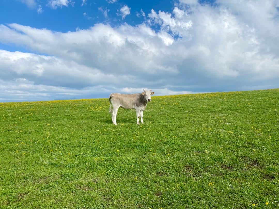 Solve Cow Horizon jigsaw puzzle online with 80 pieces