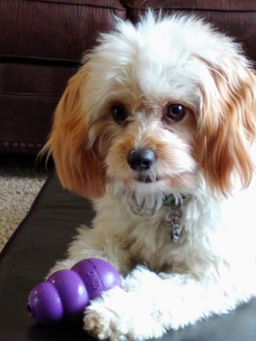 Solve Tempo the Cavapoo jigsaw puzzle online with 48 pieces