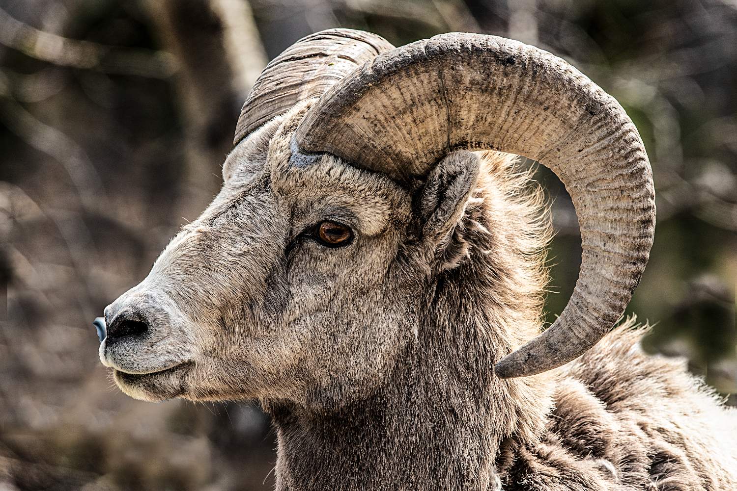 Solve Sheep jigsaw puzzle online with 70 pieces