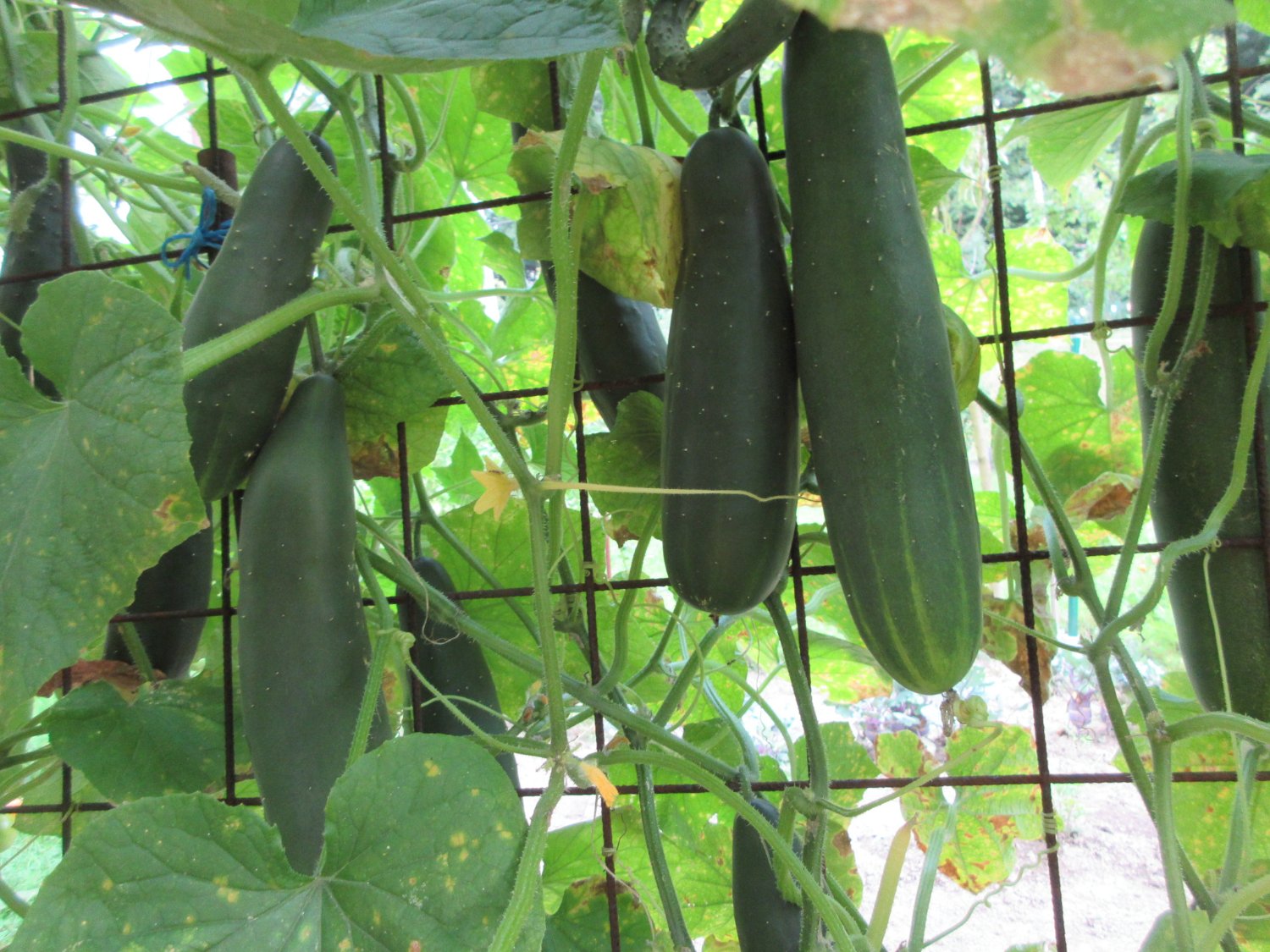 Solve okurky polní jigsaw puzzle online with 30 pieces