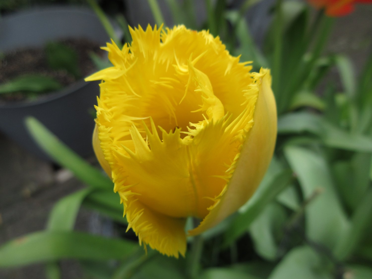 Solve Yellow Franje Tulp - fringe Tulip. jigsaw puzzle online with 35 ...