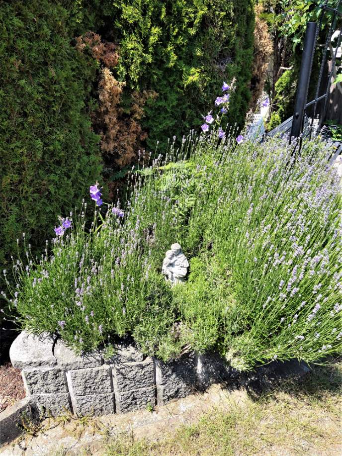 Solve SAINT FRANCIS OF ASSISI GUARDING ONE OF OUR LAVENDER AREAS - 3 OF ...