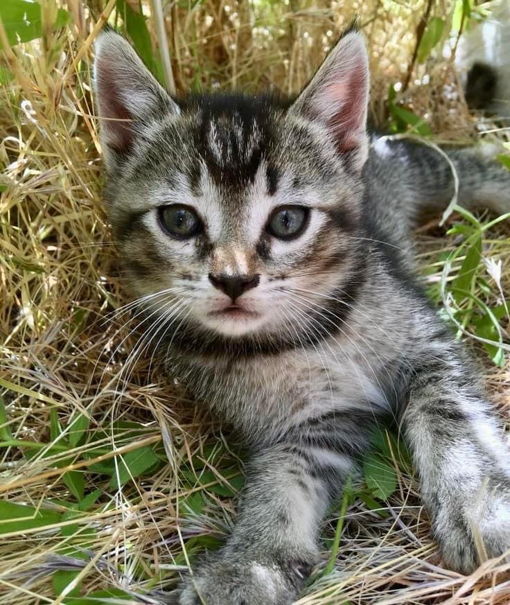 Solve Kitty jigsaw puzzle online with 9 pieces