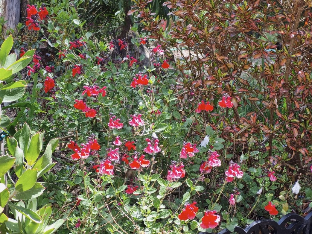Solve Salvia Bright jigsaw puzzle online with 48 pieces