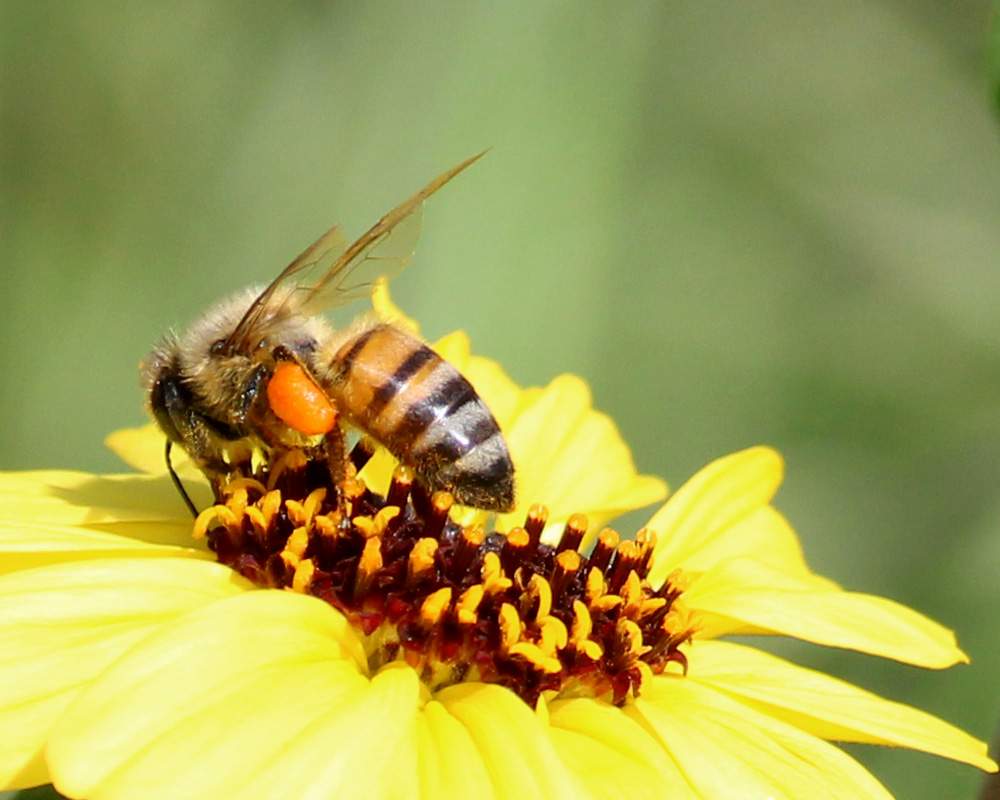 Solve Honeybee on Bush Sunflower, Famosa Slough, San Diego, California ...