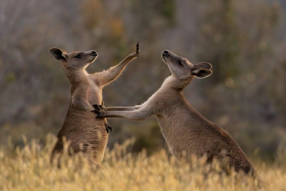 Solve Two Roos jigsaw puzzle online with 77 pieces