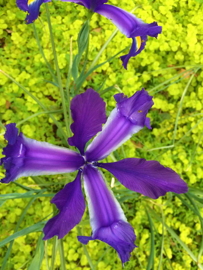 Solve Iris geometry jigsaw puzzle online with 35 pieces