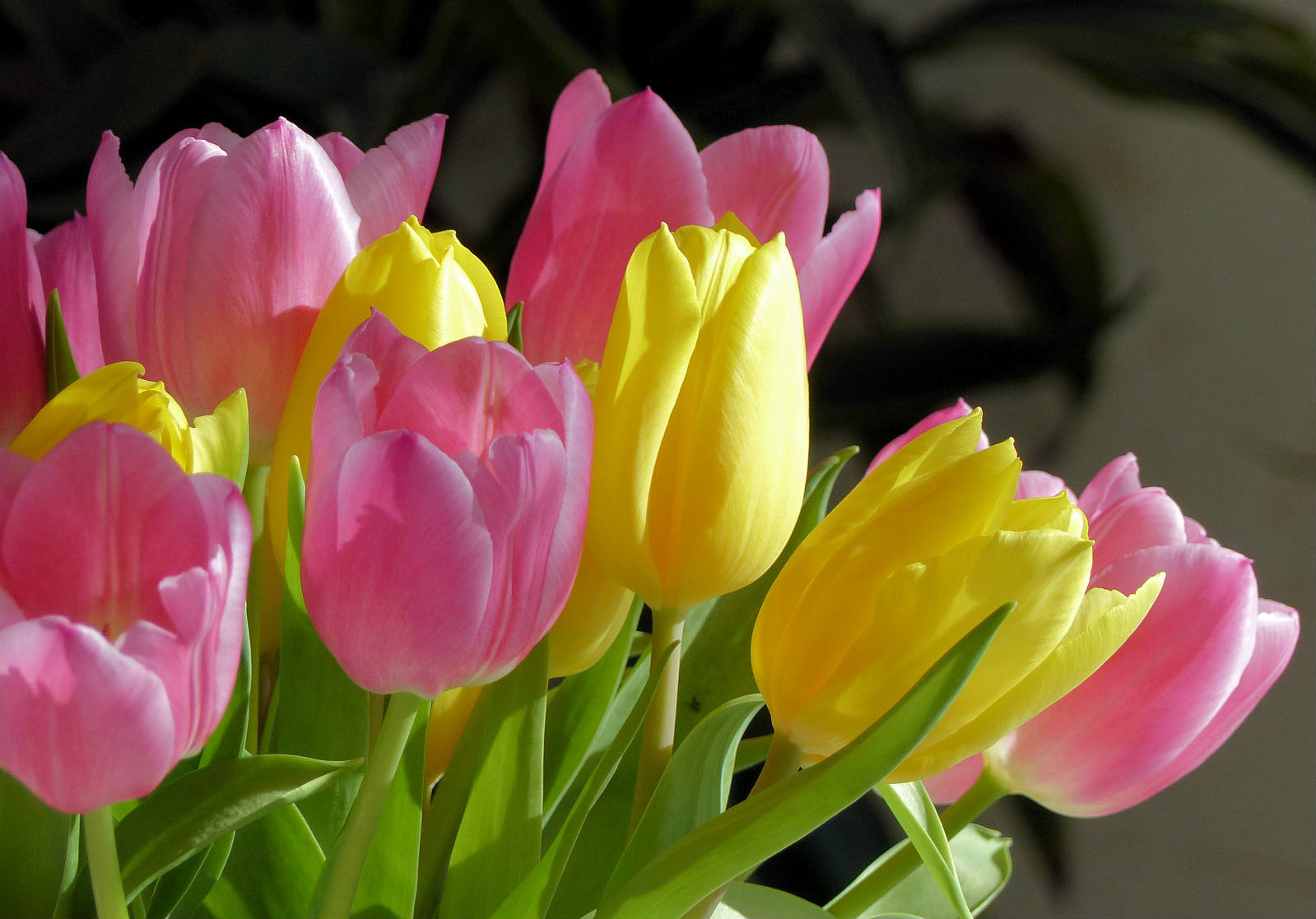 Solve tulips jigsaw puzzle online with 468 pieces