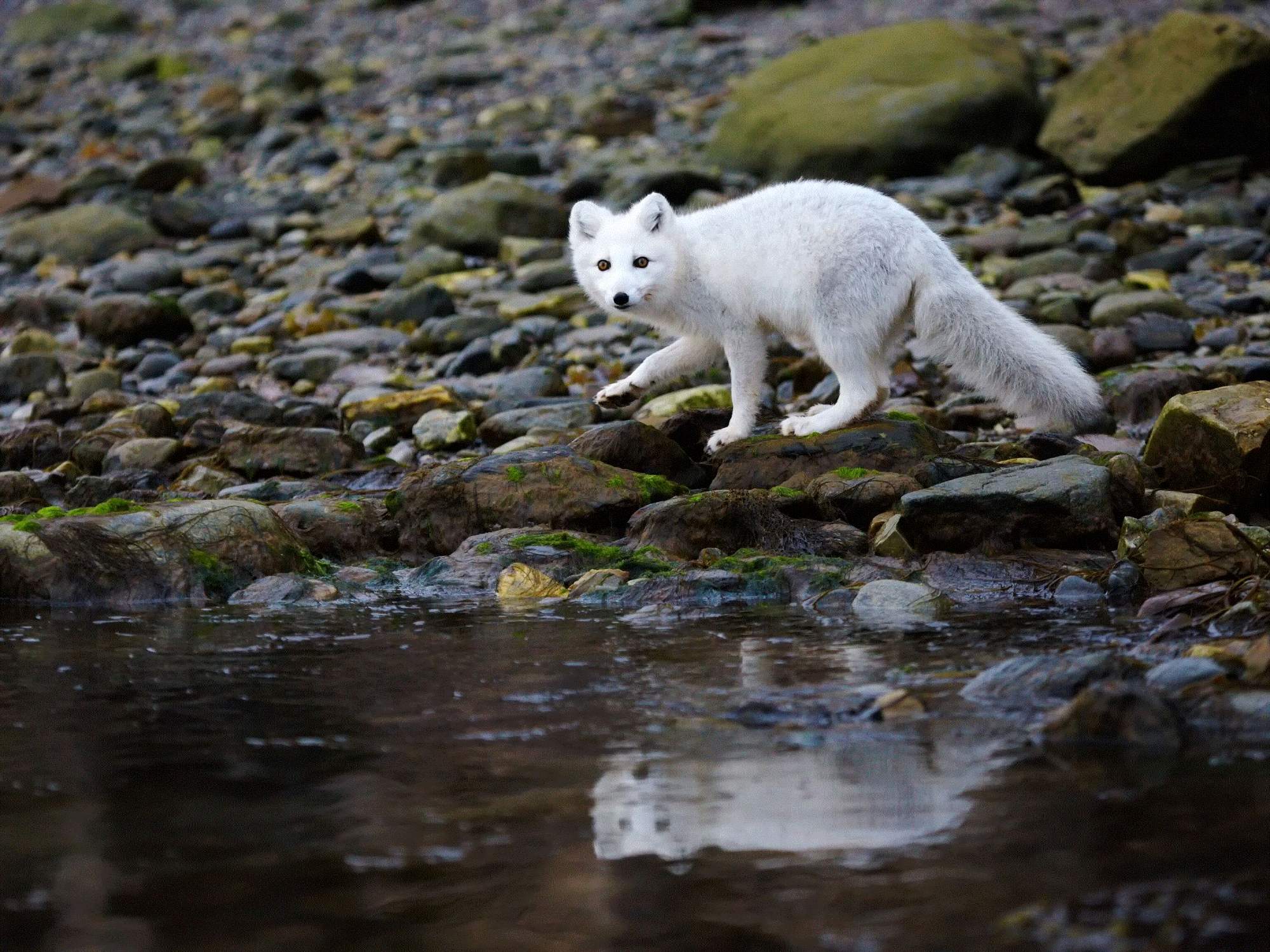 Solve white fox jigsaw puzzle online with 594 pieces