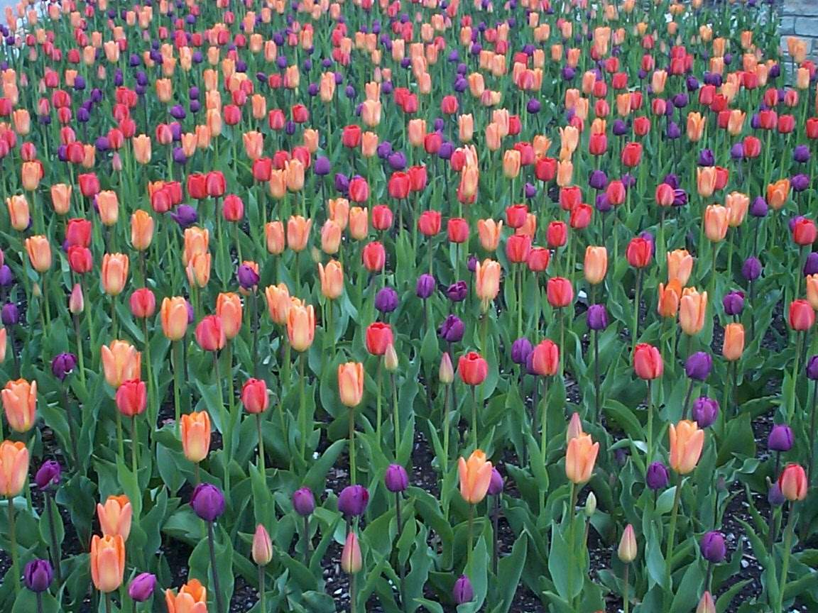 Solve Tulips on Mackinac Island- jigsaw puzzle online with 88 pieces