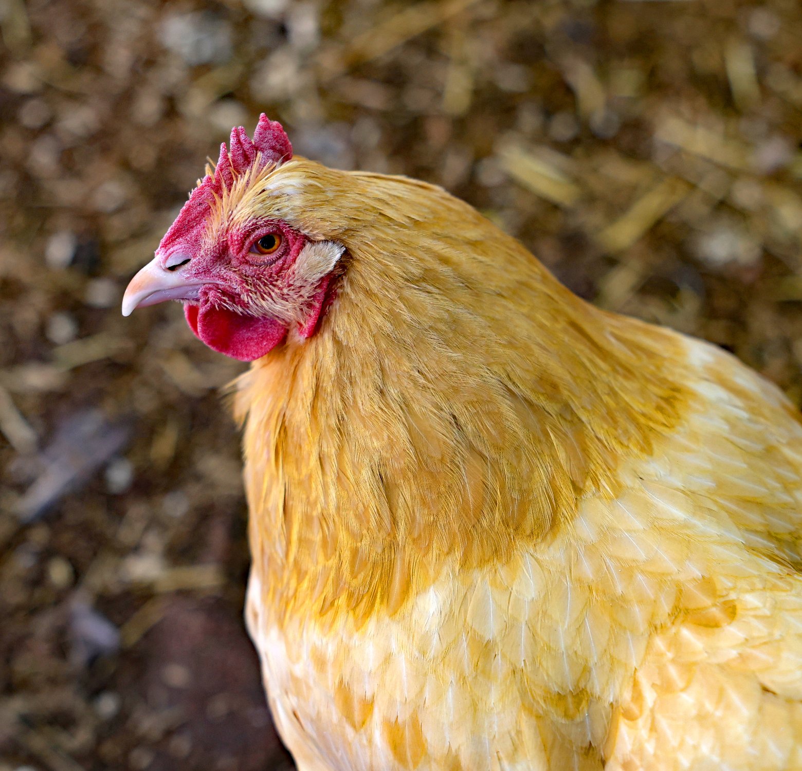 Solve Yellow Chicken jigsaw puzzle online with 72 pieces