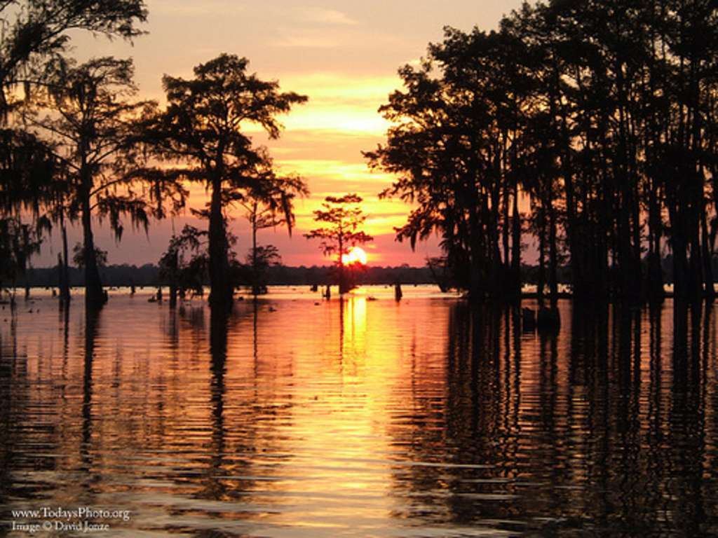 Solve ACHAFALAYA BAYOU, LOUISIANA jigsaw puzzle online with 130 pieces