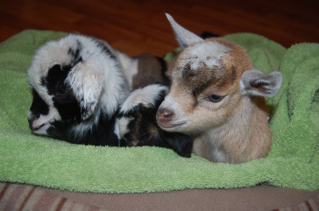 Solve Nigerian Dwarf Bottle Babies "Waffles" "Pop-Tart" and "Pogo ...