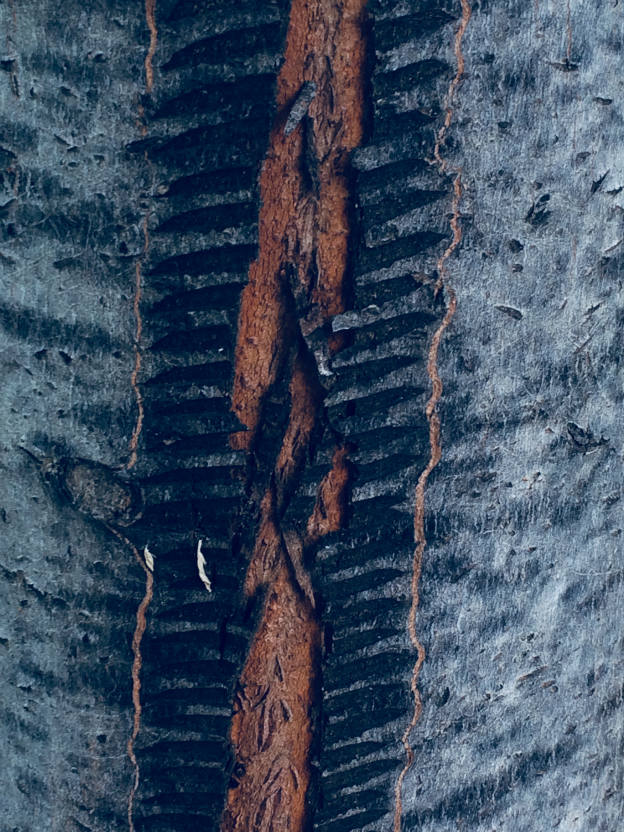 Solve Tree Bark, up close jigsaw puzzle online with 20 pieces