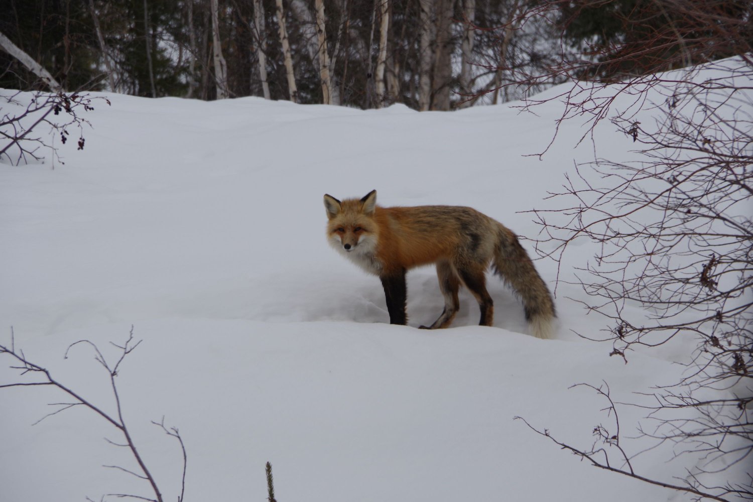 Solve Fox jigsaw puzzle online with 12 pieces