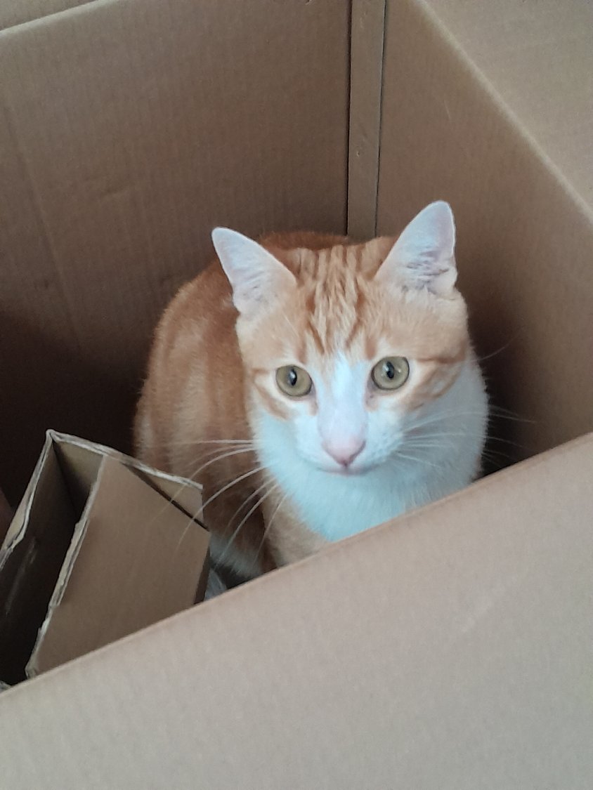 Solve Pippin finds another box jigsaw puzzle online with 12 pieces