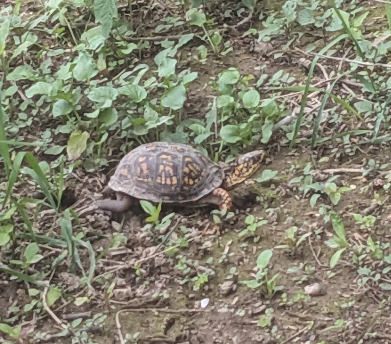 Solve Turtles DO sprint jigsaw puzzle online with 20 pieces