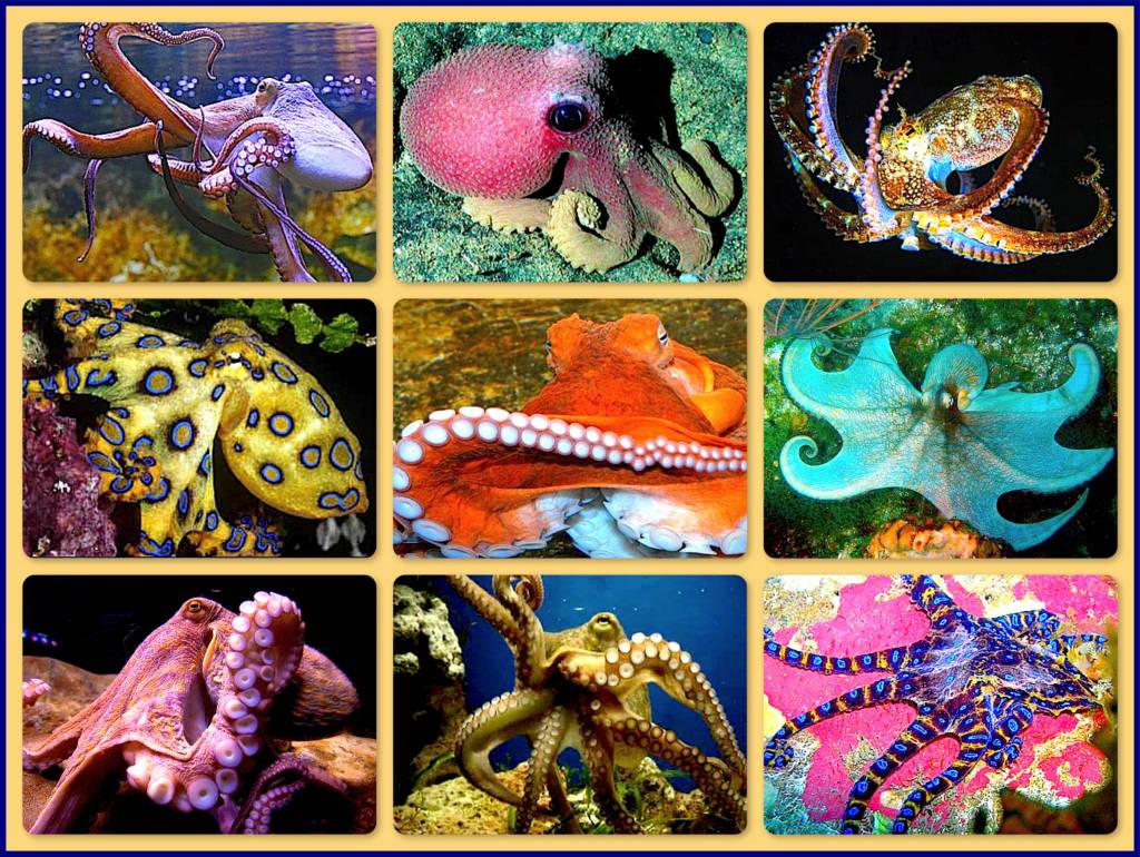 Jigsaw Puzzle | THEME: Sea Creatures - Octopus | 88 pieces | Jigidi