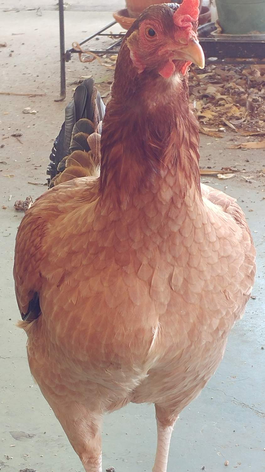 Solve Frieda the Fearless Free-range Freedom Chicken jigsaw puzzle ...