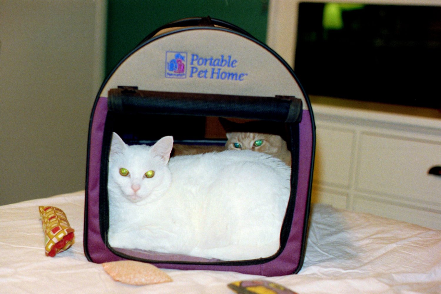 Solve Does anyone know how I can reach Plumpossum? jigsaw puzzle online with 15 pieces