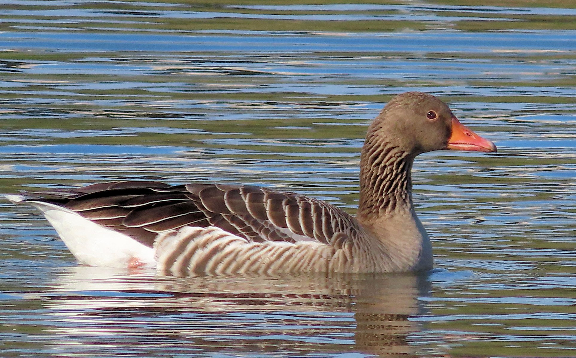 Solve greylag goose (grauwe gans) jigsaw puzzle online with 60 pieces