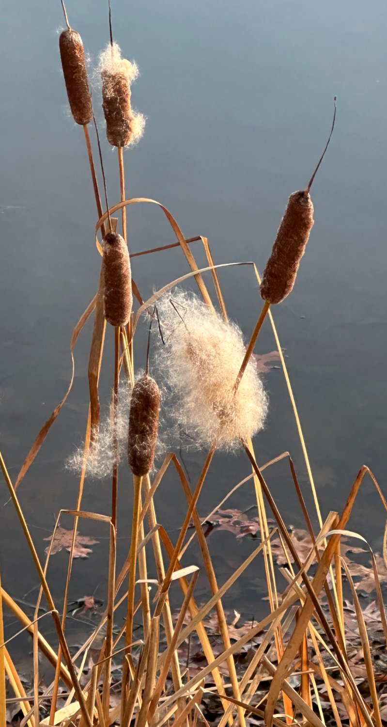 Solve Cattails jigsaw puzzle online with 66 pieces