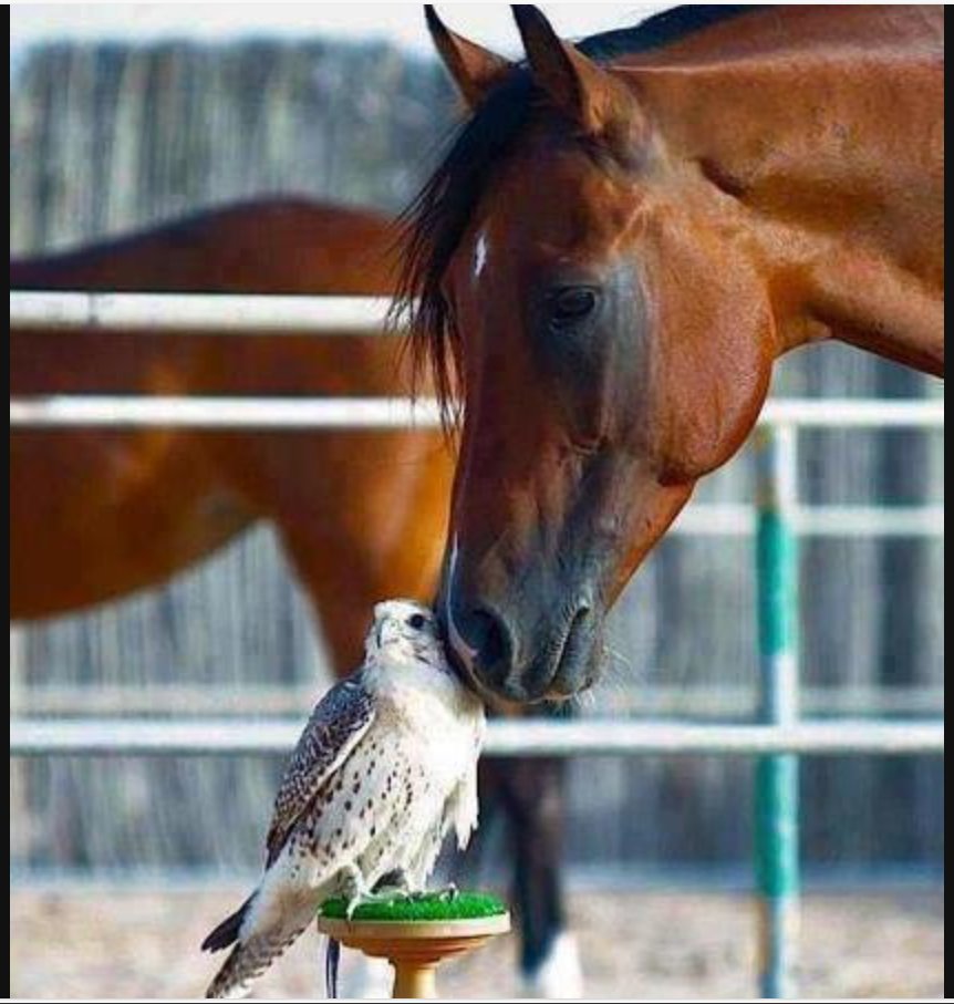 Solve Peregrine Falcon And Horse... Beautiful Friends. jigsaw puzzle ...