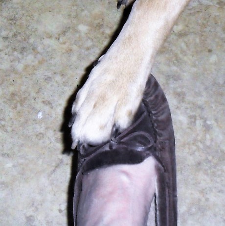 Solve paws jigsaw puzzle online with 49 pieces