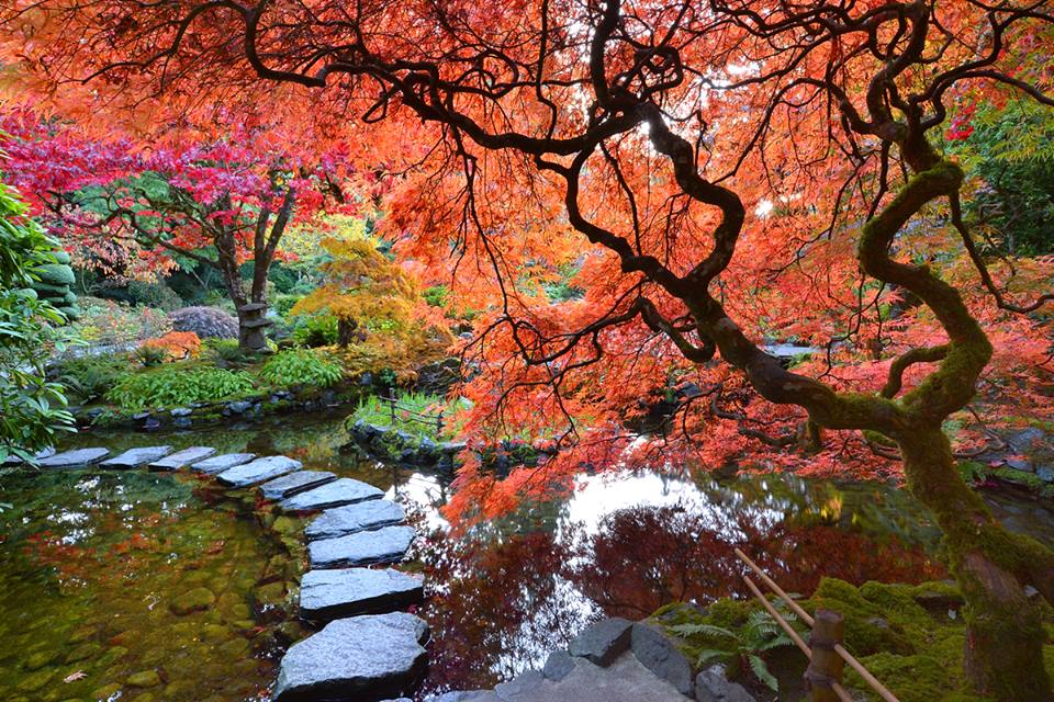 Solve Japanese Garden at Butchart Gardens, Victoria BC jigsaw puzzle ...