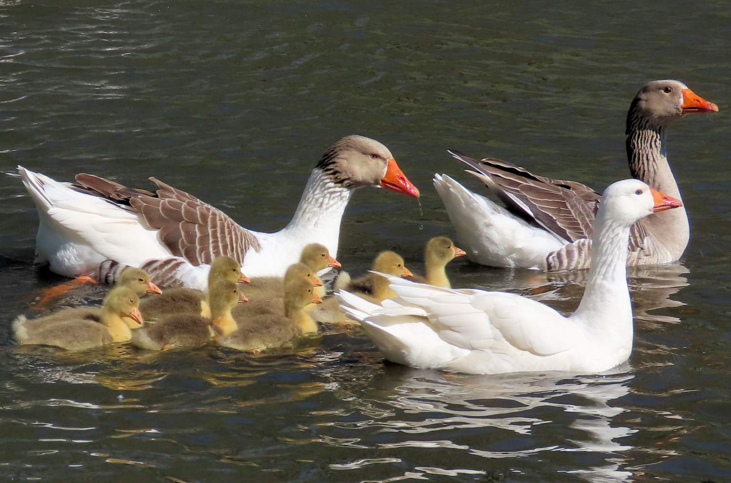 Solve leaving jigsaw puzzle online with 54 pieces