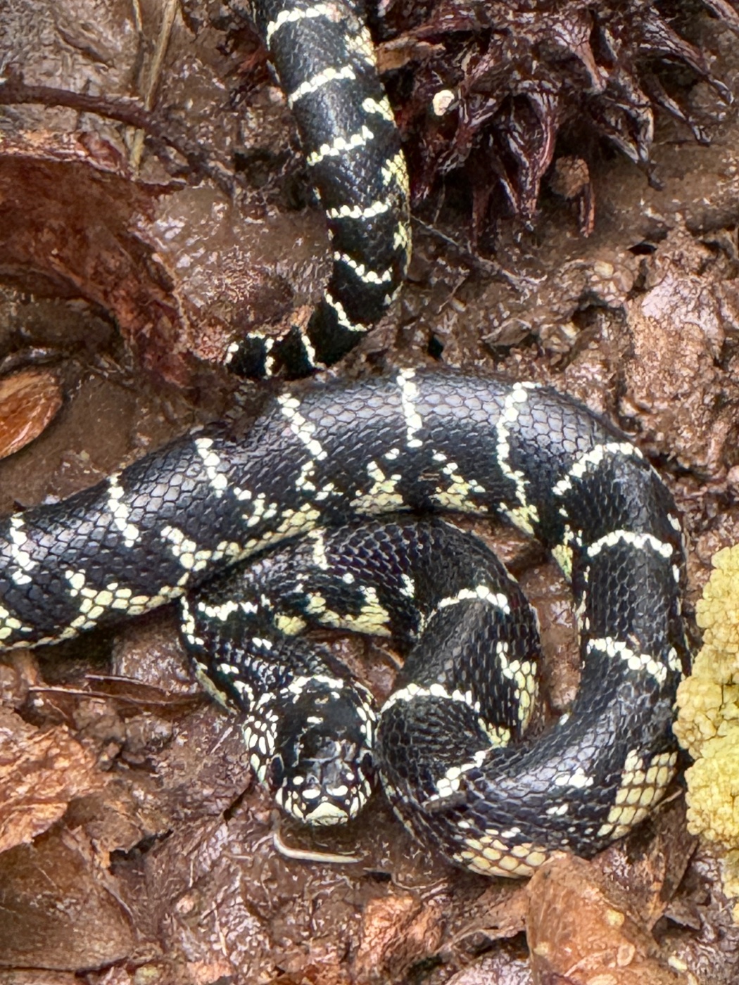 Solve King snake jigsaw puzzle online with 35 pieces