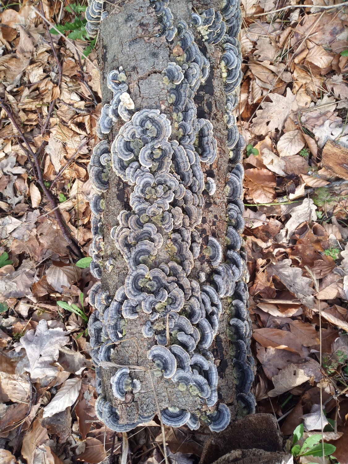 Solve Old tree - new life jigsaw puzzle online with 99 pieces